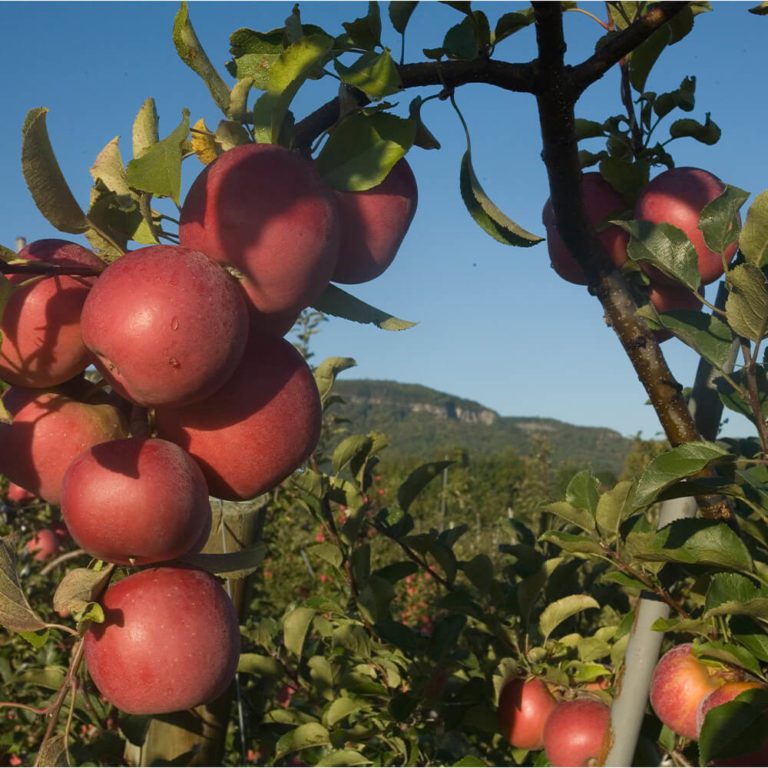 Indian Ladder Farms | Certified EcoApple Grower