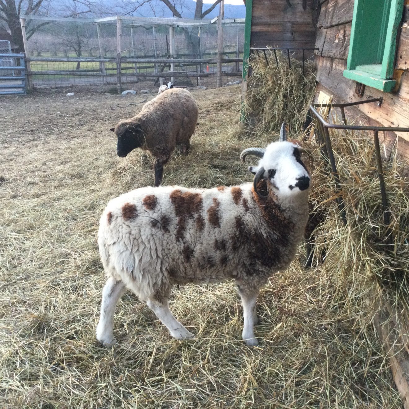 Annual Special Events - Indian Ladder Farms