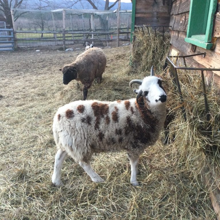 Annual Special Events - Indian Ladder Farms