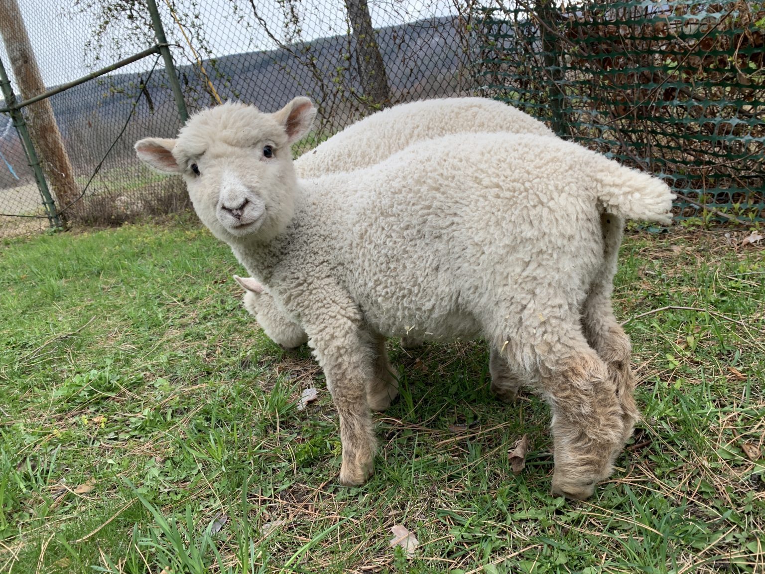 Baby Animal Days - Indian Ladder Farms