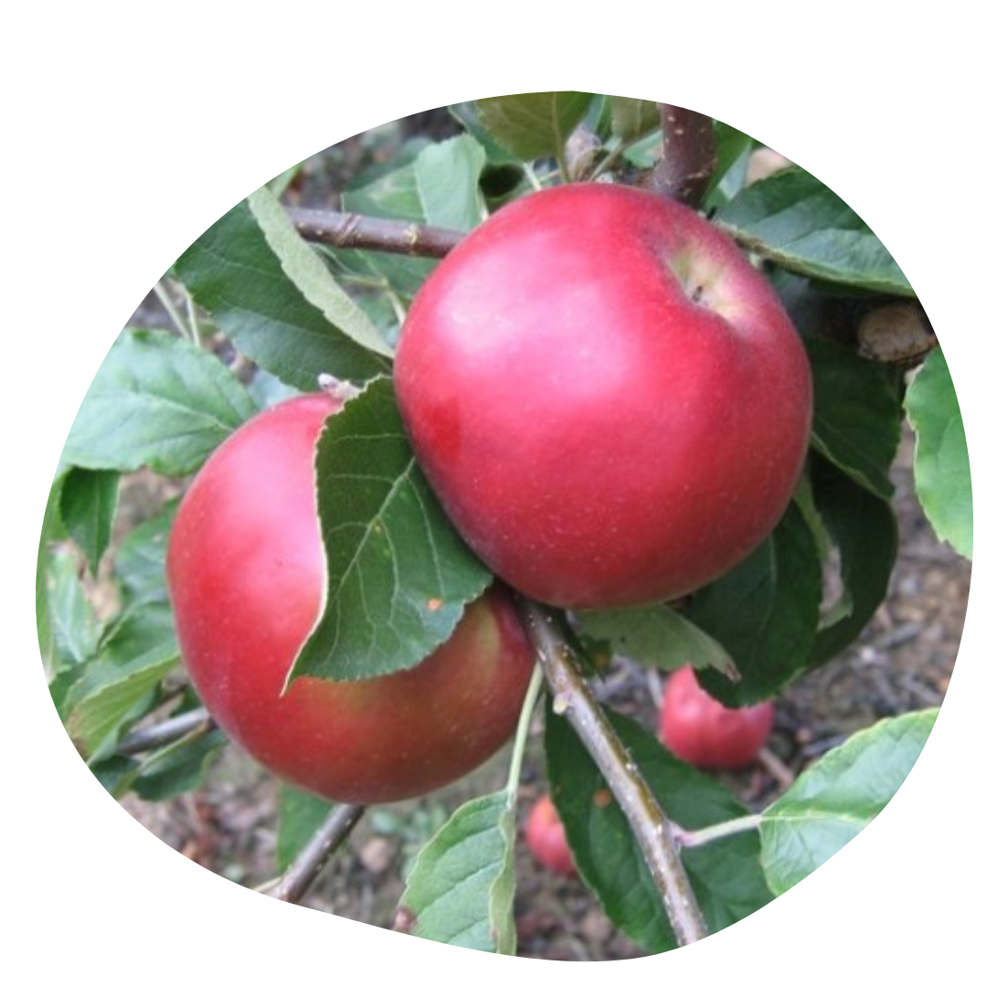 Pick Your Own - Indian Ladder Farms