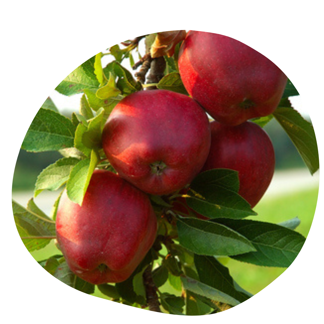 Pick Your Own - Indian Ladder Farms