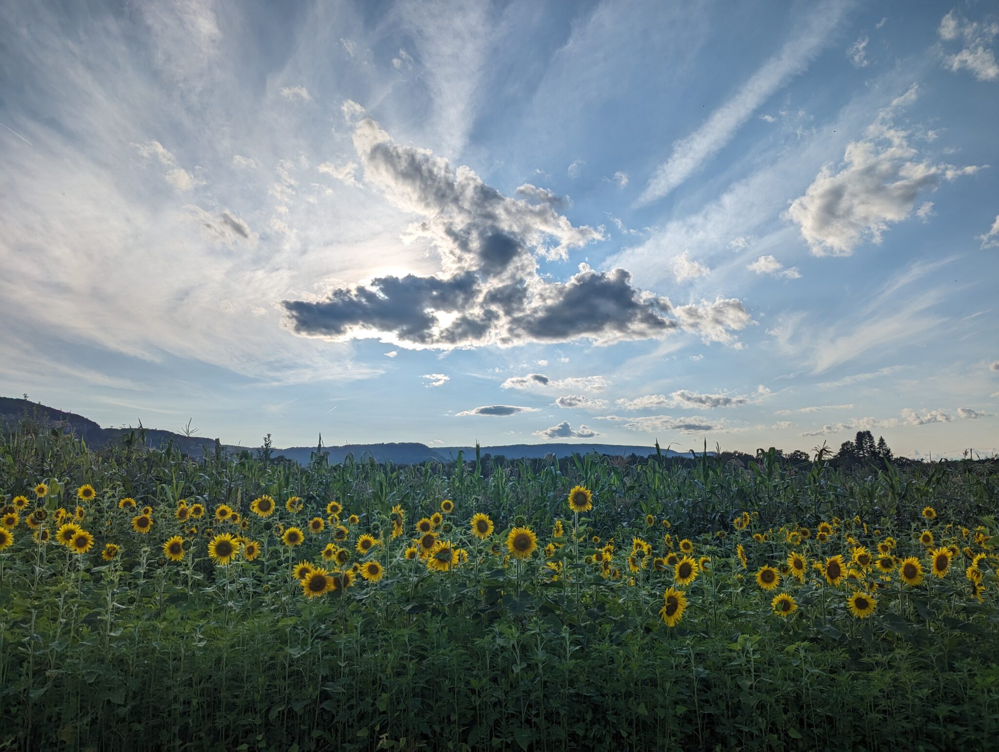 About - Indian Ladder Farms