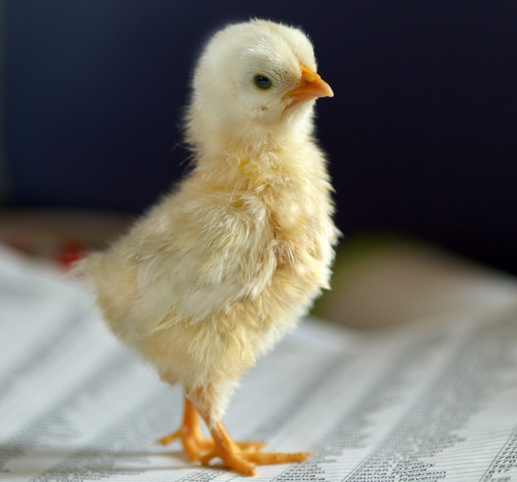 Baby Animal Days - Indian Ladder Farms