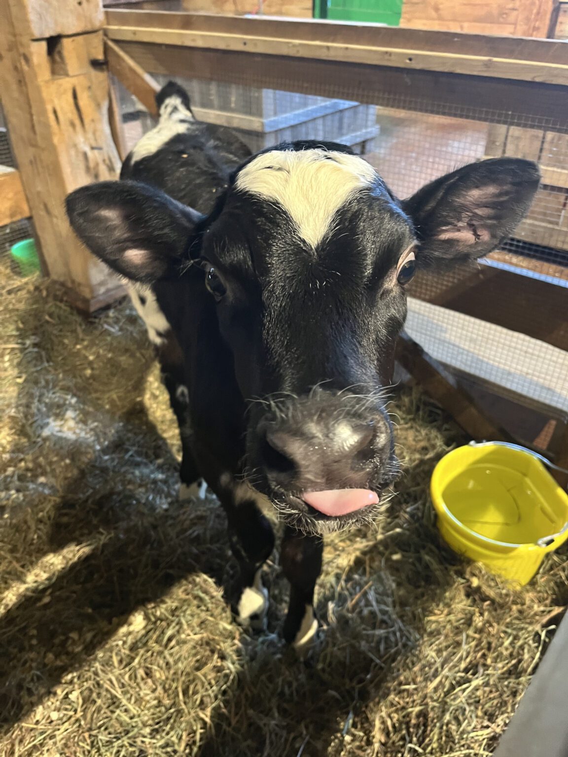 Baby Animal Days - Indian Ladder Farms